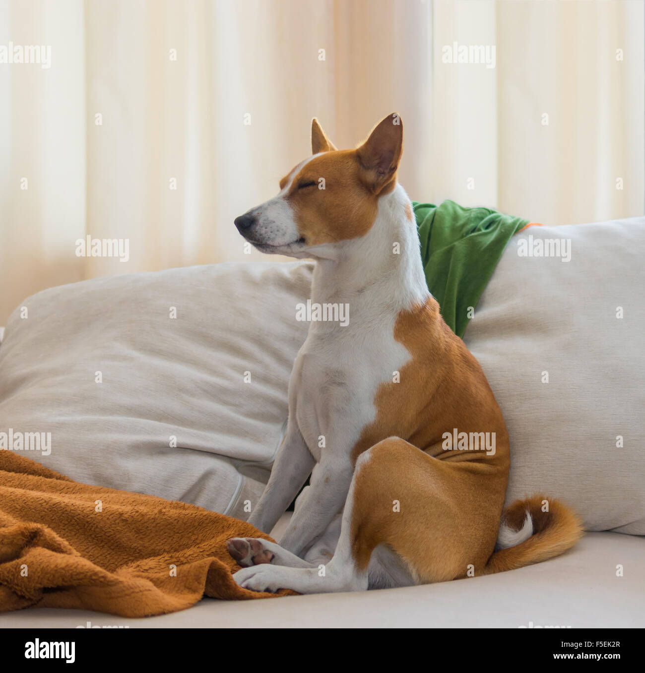 Cute basenji sitting on a sofa and sleeeping at funny pose Stock Photo ...