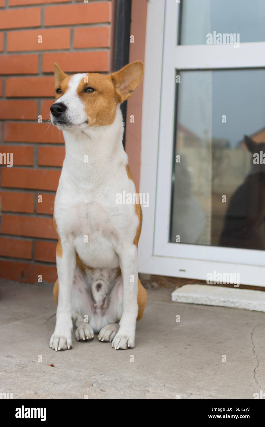 Portrait of cute Basenji dog sitting at house entrance Stock Photo - Alamy