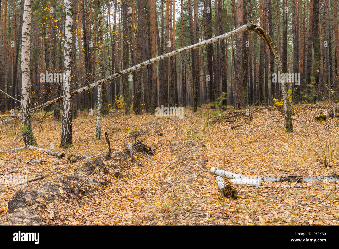 Birch stub hi-res stock photography and images - Alamy