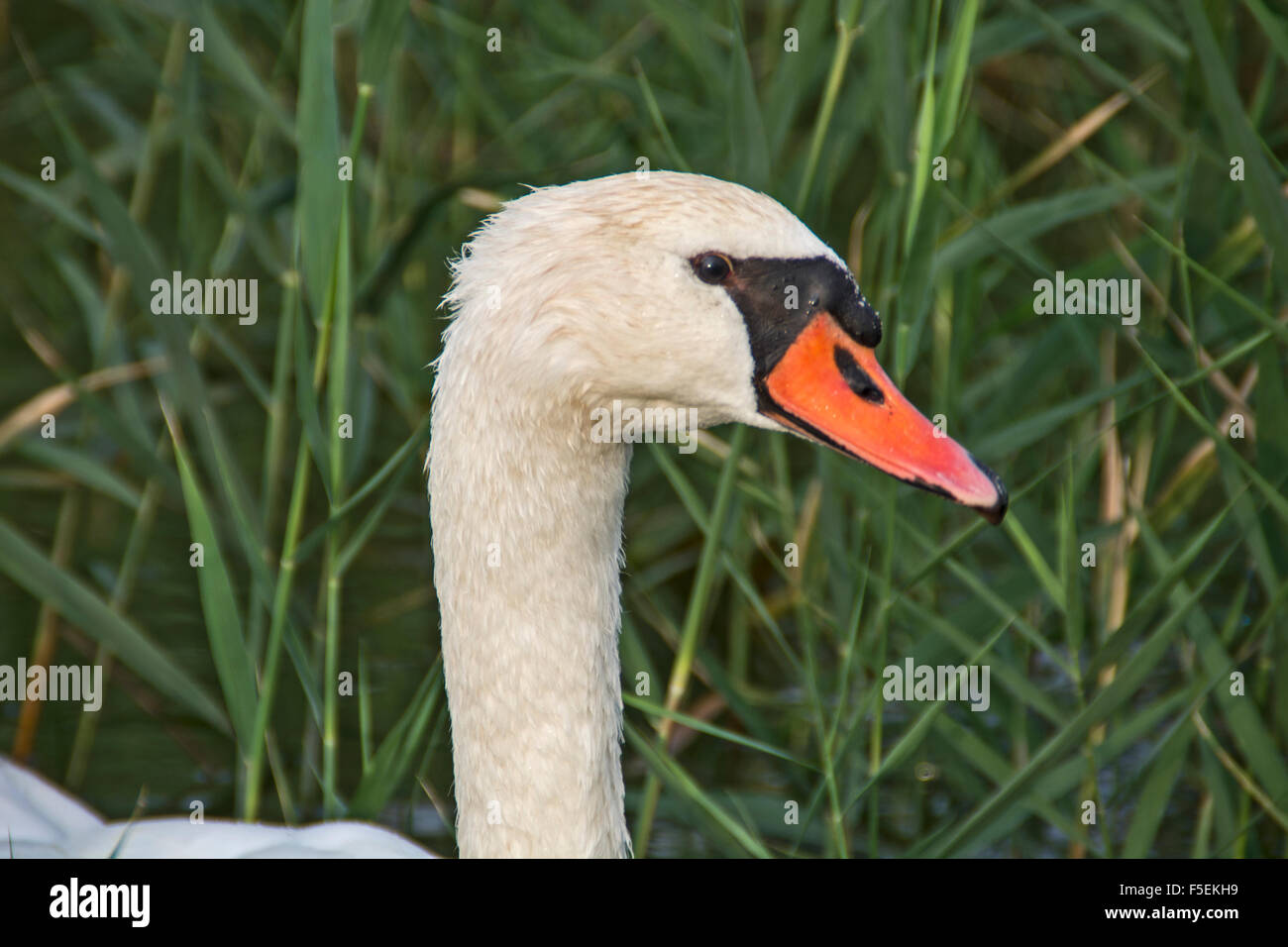 Head swan hi-res stock photography and images - Alamy