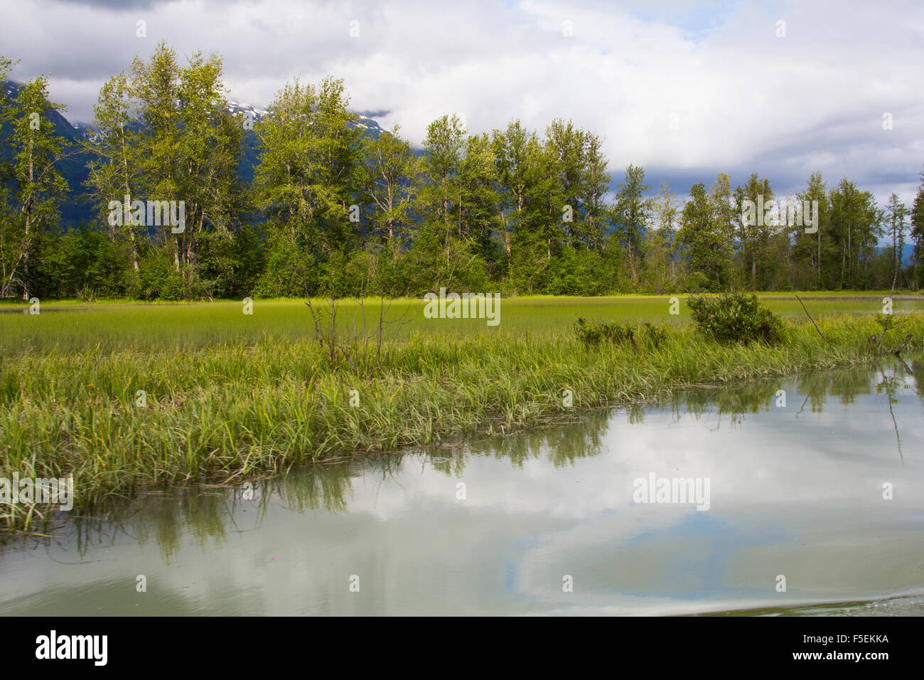 Chilkat Bald Eagle Preserve, seen from the Chilkat River, near Haines ...