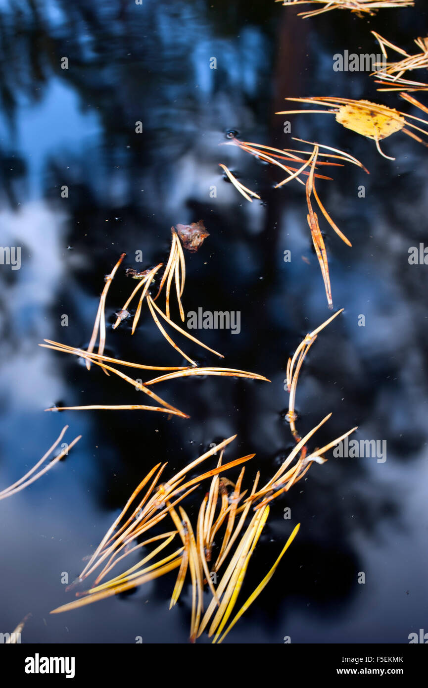 Needle needles hi-res stock photography and images - Alamy