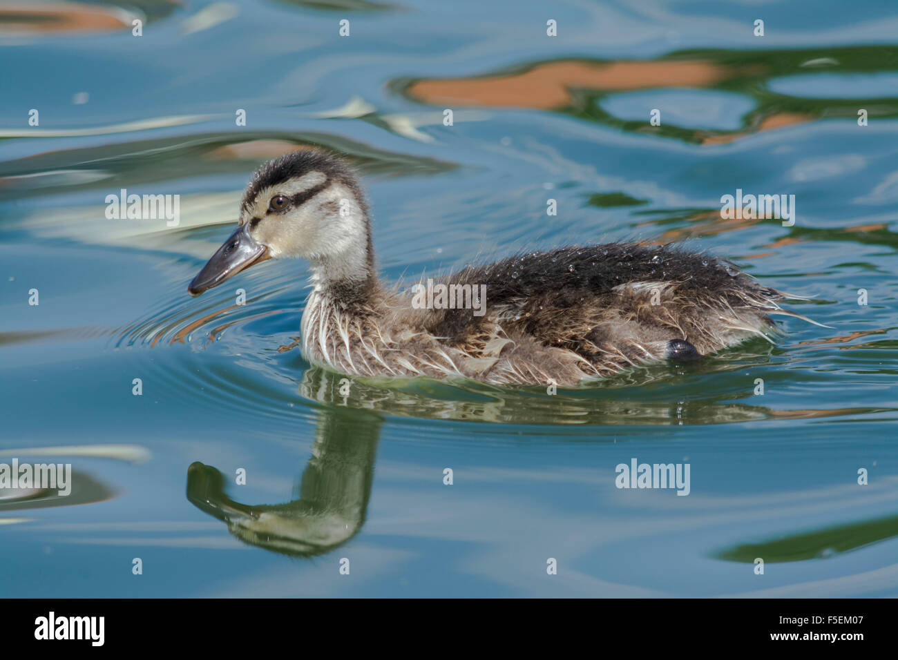 Duckling and water hi-res stock photography and images - Alamy