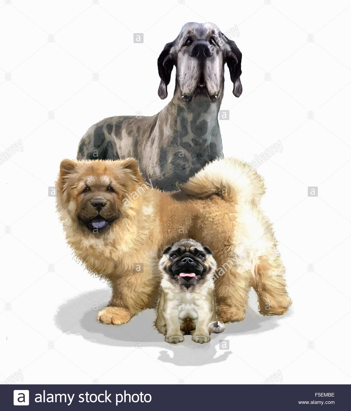 Dog Breeds Variety Stock Photos & Dog Breeds Variety Stock Images - Alamy