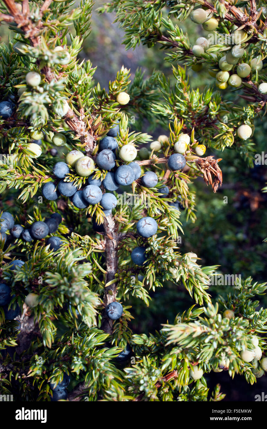 Juniper juniperus communis berries hi-res stock photography and images ...