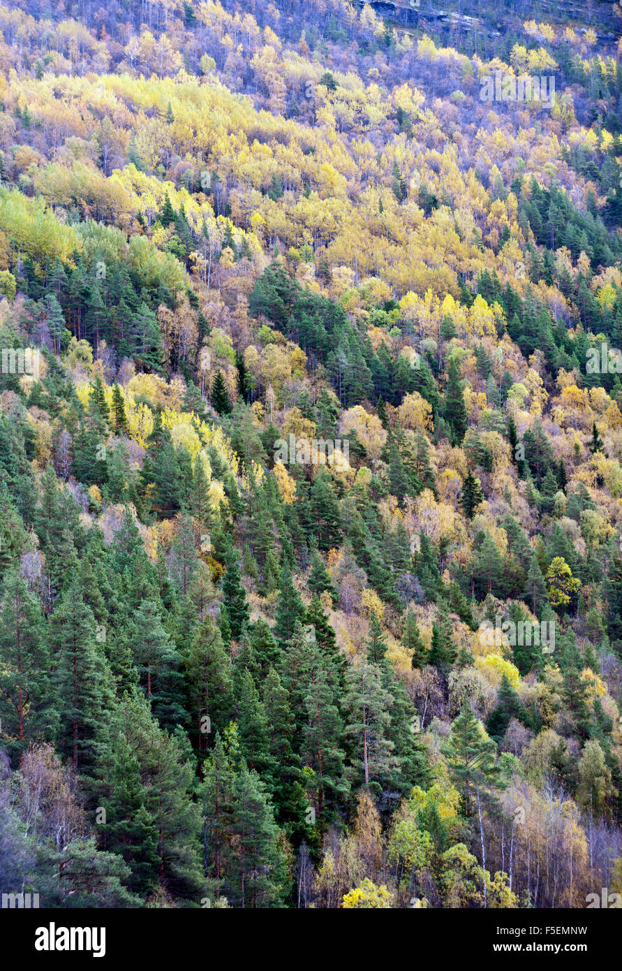 Hillside in fall colors. Norway Stock Photo - Alamy