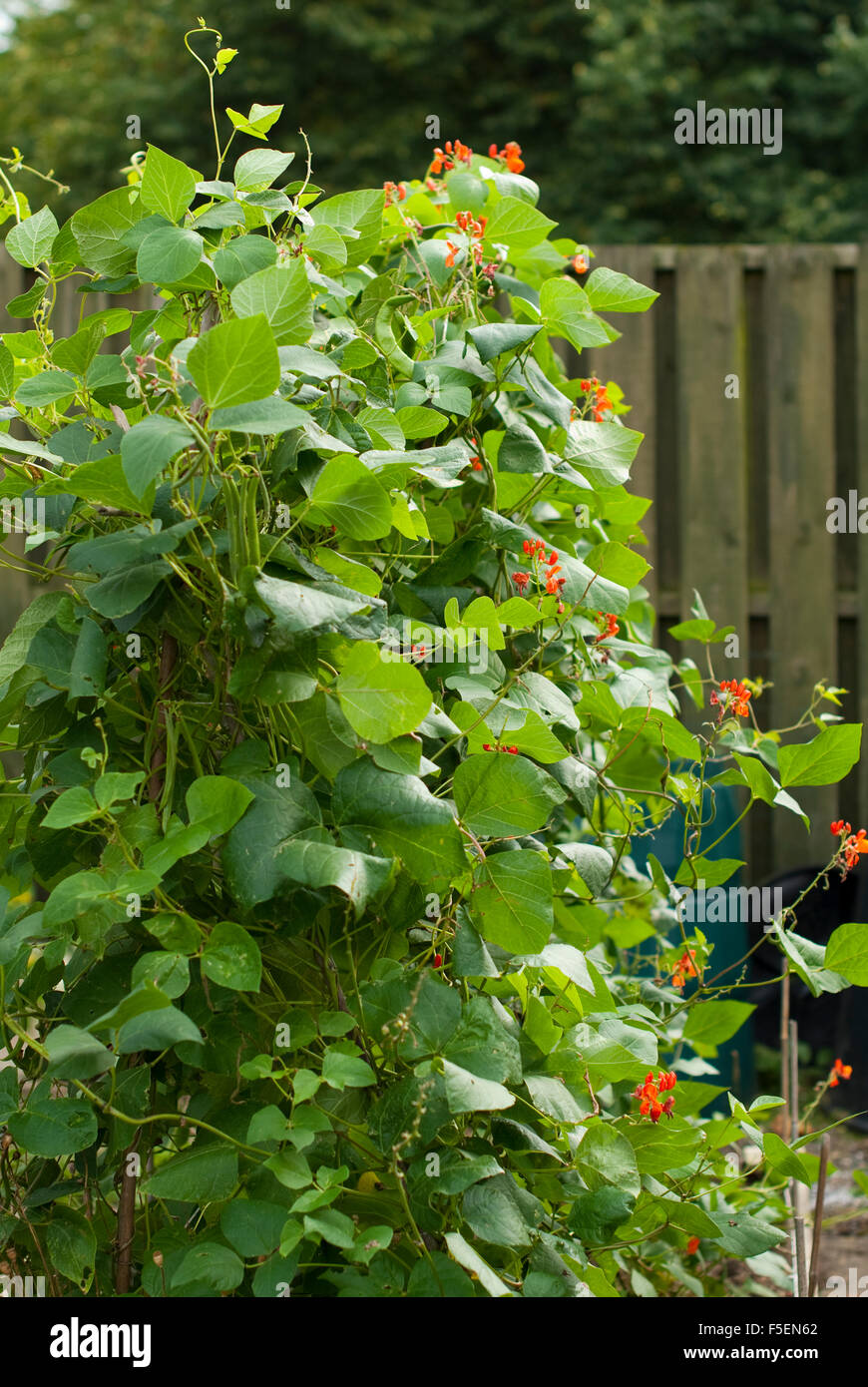 Home grown Green Runner beans growing in a garden showing flowers and ...