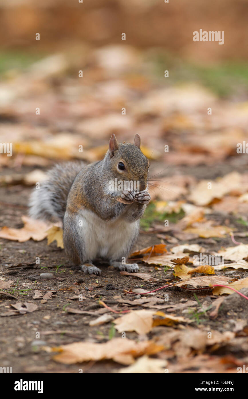 London Uk Hyde Park Squirrel Stock Photos & London Uk Hyde Park ...
