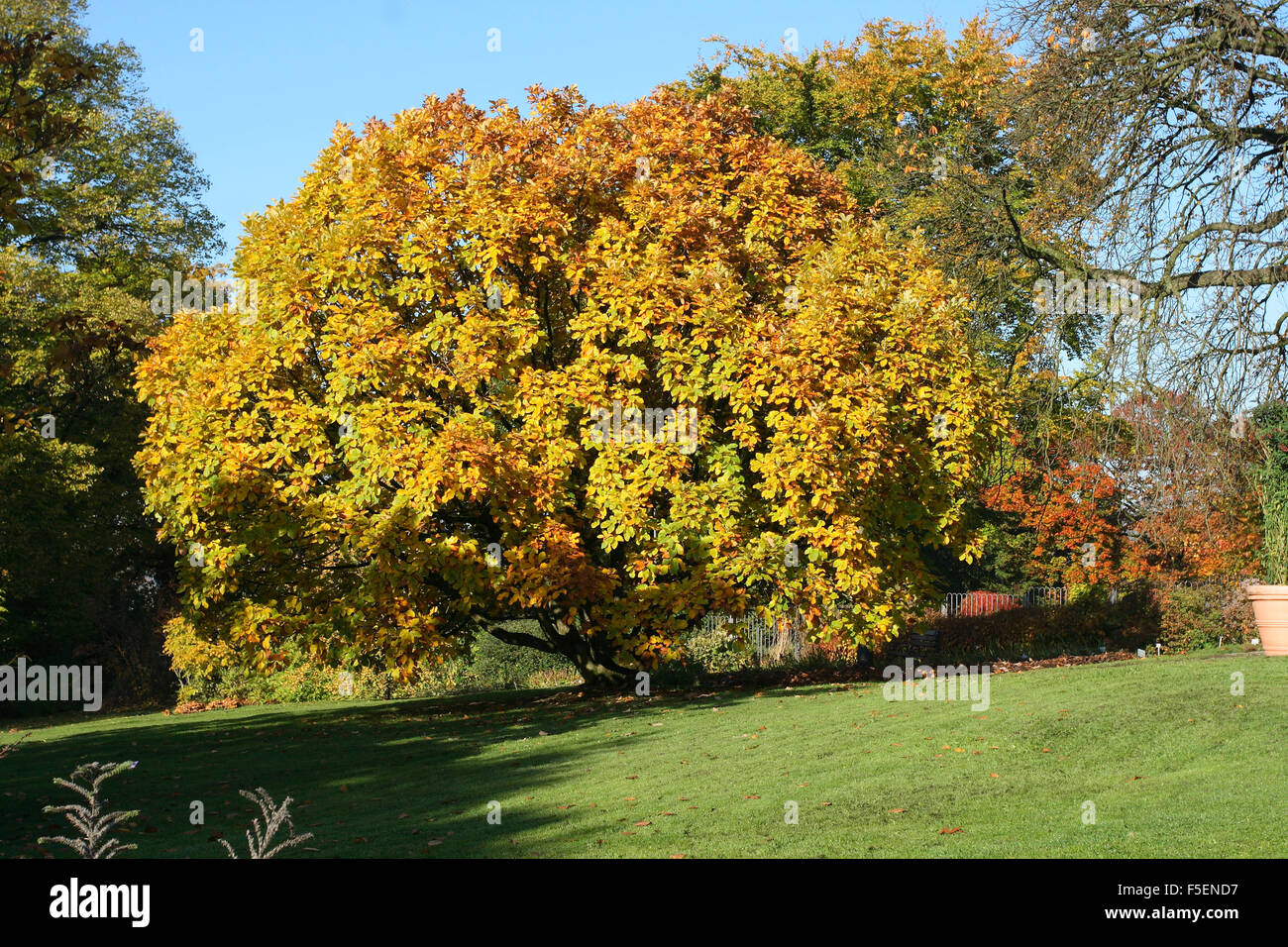 Pontine Oak or Armenian Oak, Quercus pontica. Autumn Stock Photo - Alamy