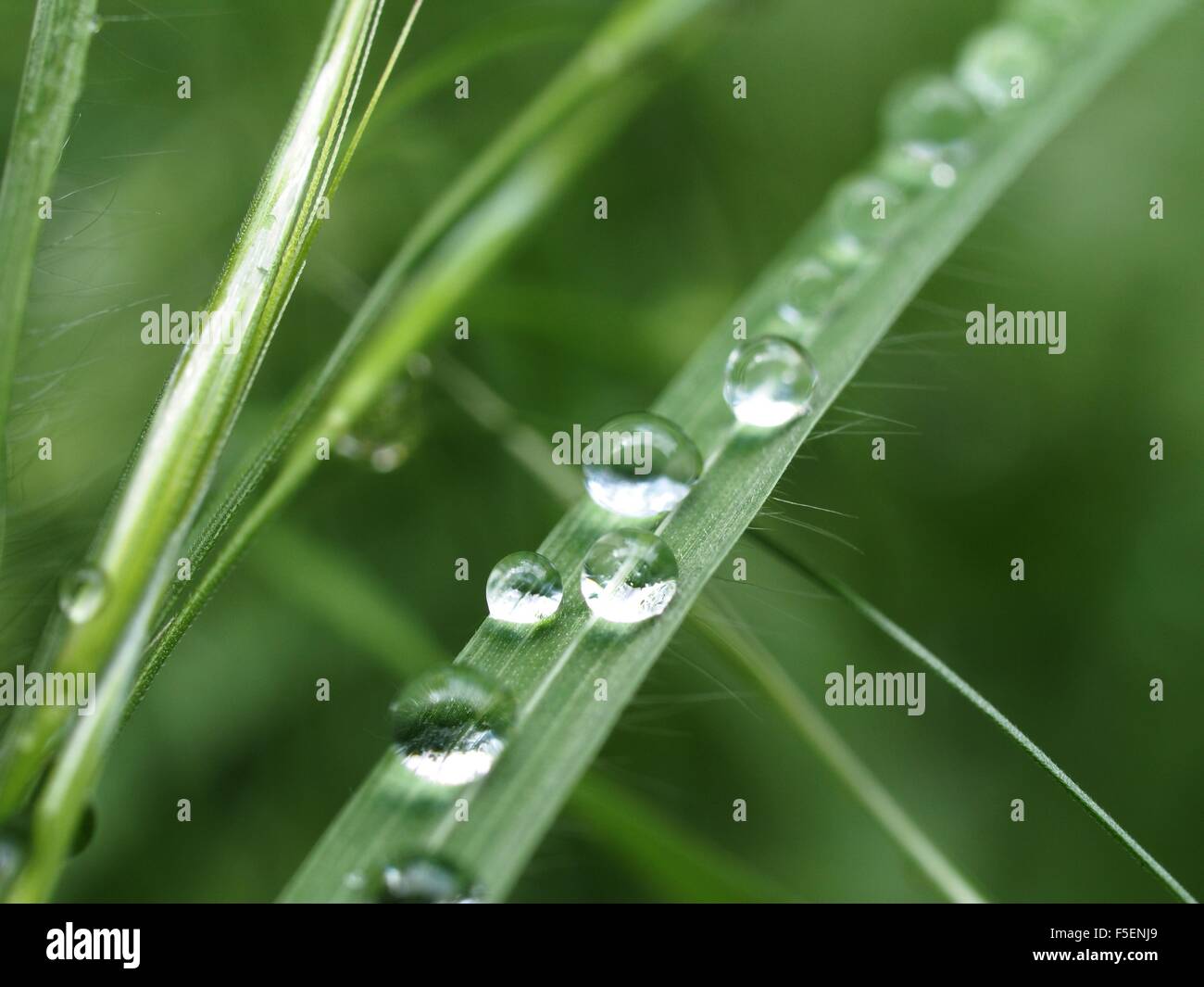 dewy grass on plants background Stock Photo - Alamy