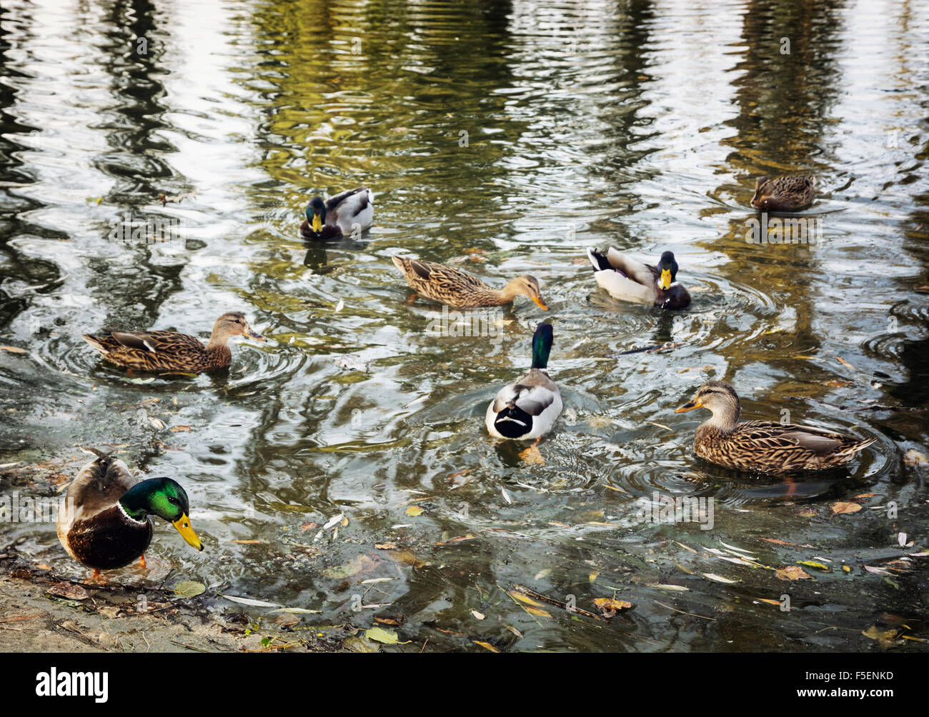 Group of wild mallard ducks in the pond. Seasonal natural scene ...