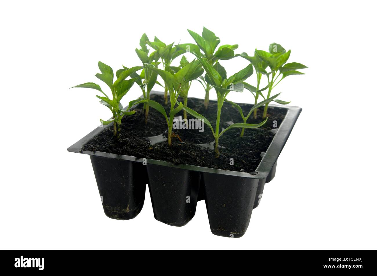 Paprika seedling Cut Out Stock Images & Pictures - Alamy