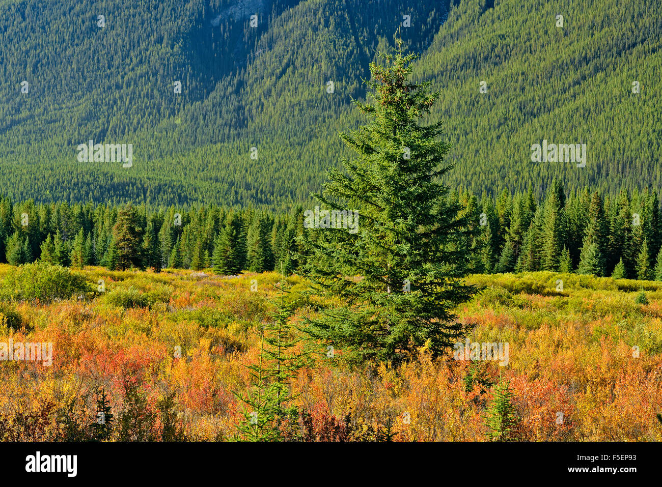 Early autumn in the Moose Meadows, Banff National Park, Alberta, Canada ...