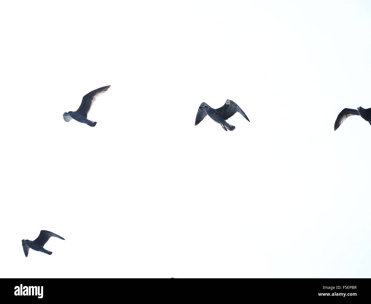 Flying sea gulls hi-res stock photography and images - Alamy