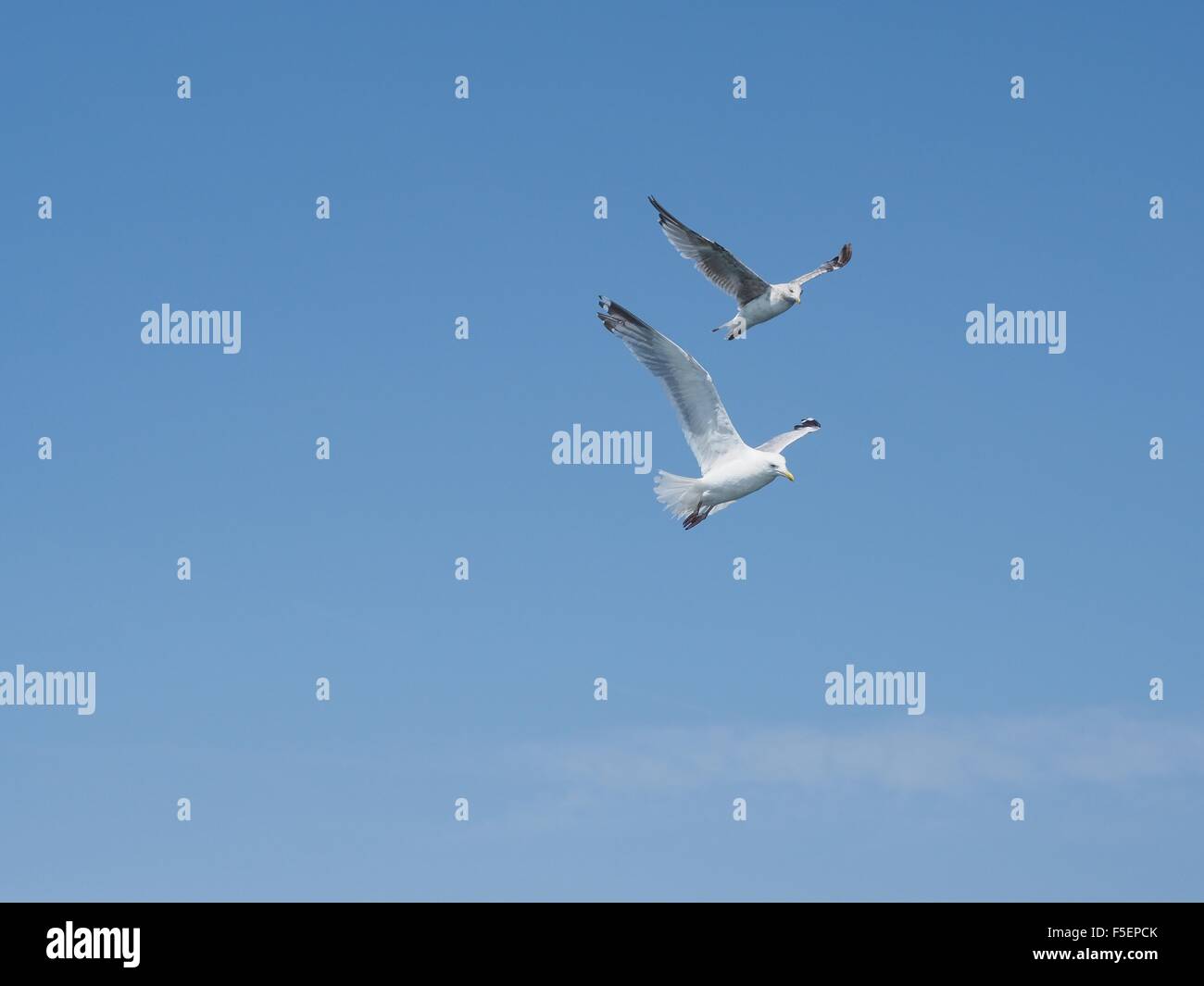 flying sea gulls on background of sky Stock Photo - Alamy