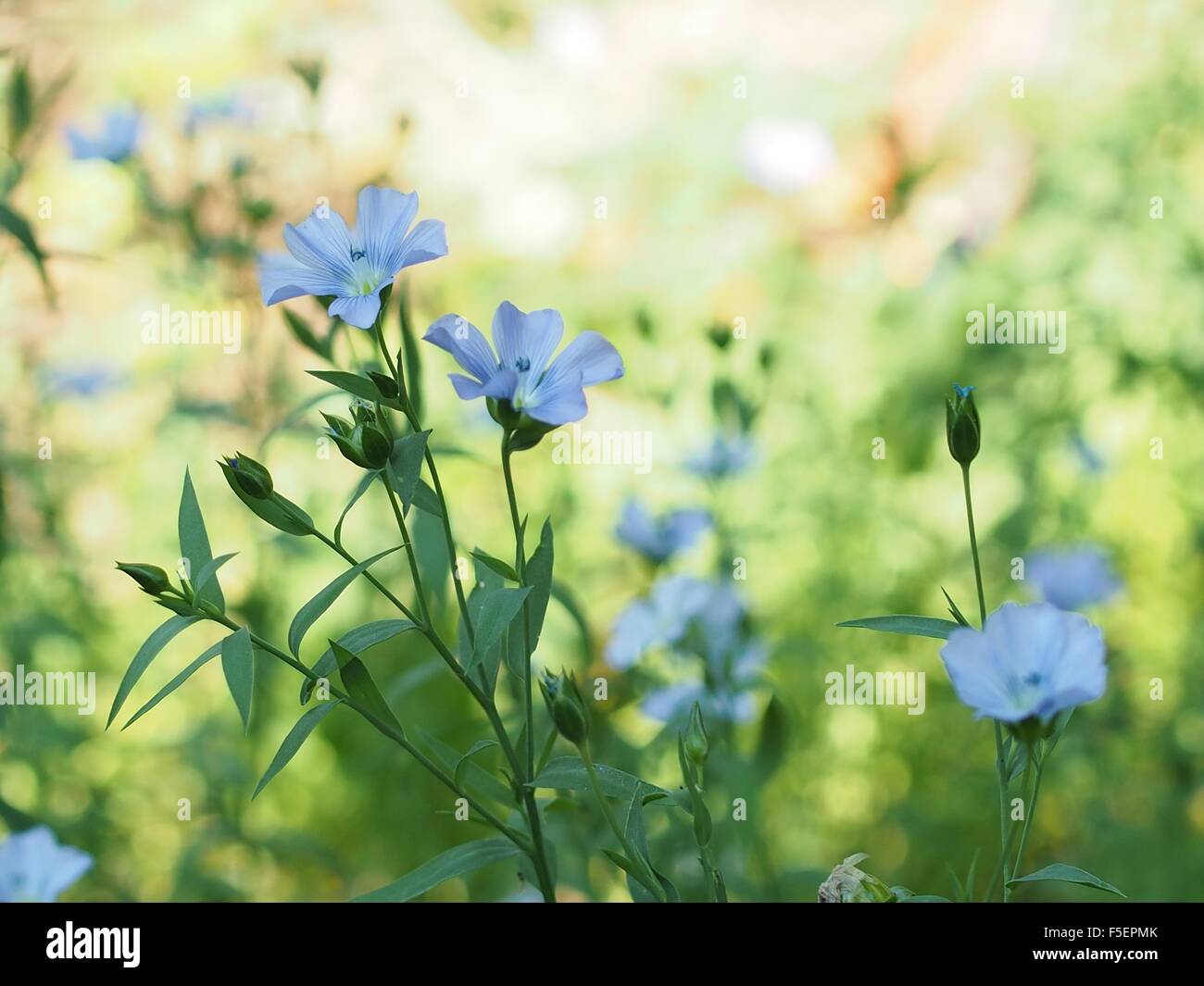 Flax linen hi-res stock photography and images - Alamy