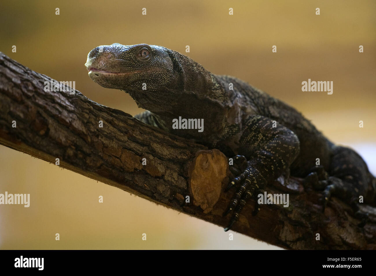 Endangered varanus hi-res stock photography and images - Alamy