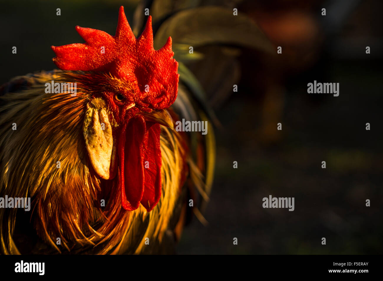 a male domestic red jungle fowl, rooster, cockerel looking at camera in ...