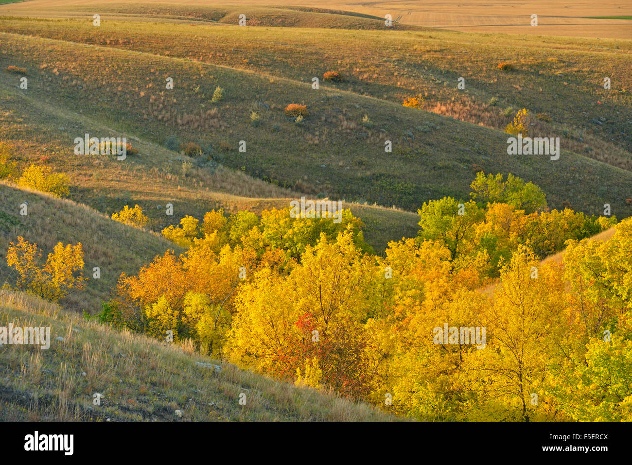 Green ash trees in the coulees in autumn colour, Fort Peck Indian ...