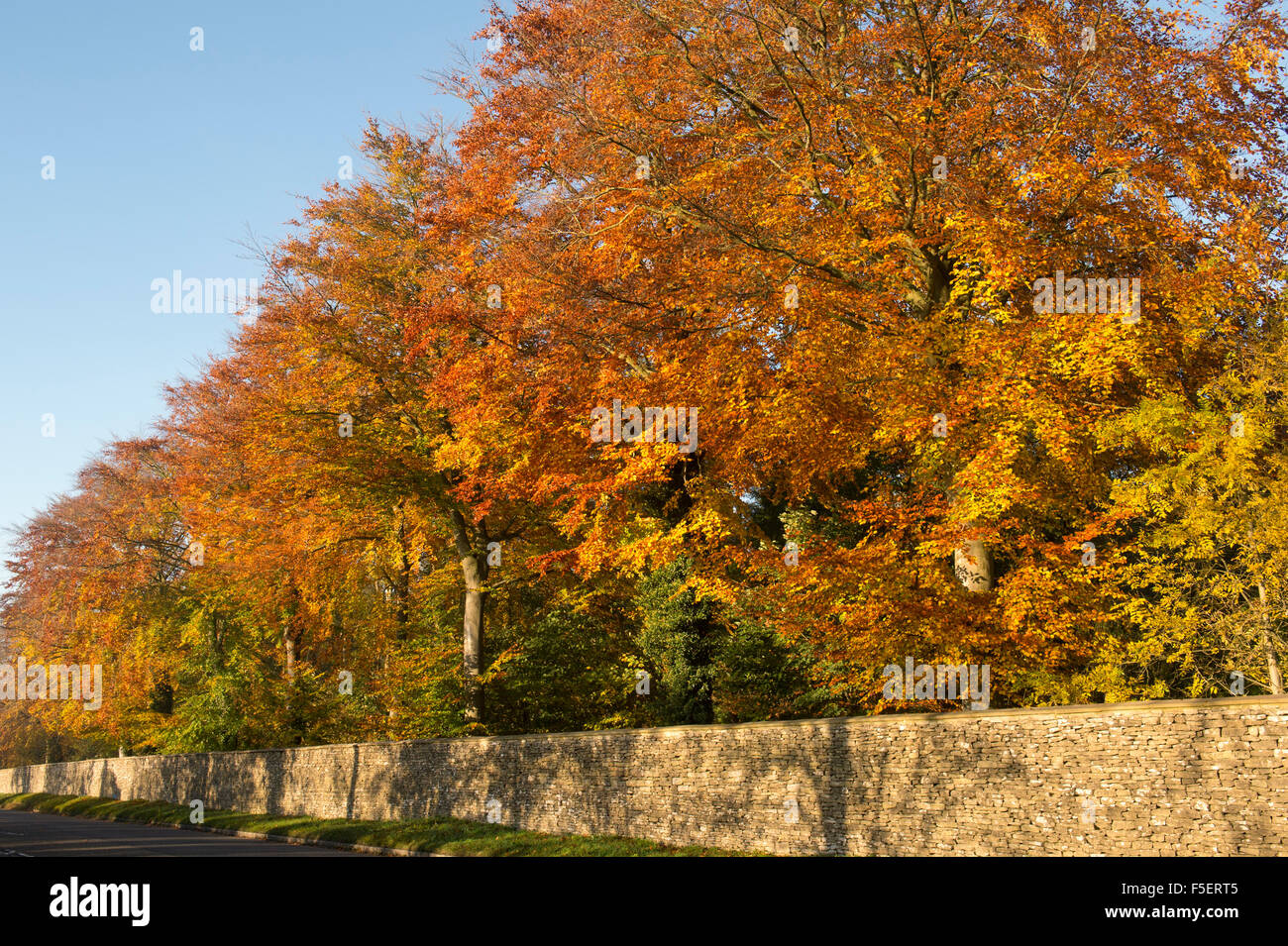 Fall foliage beech tree hi-res stock photography and images - Alamy