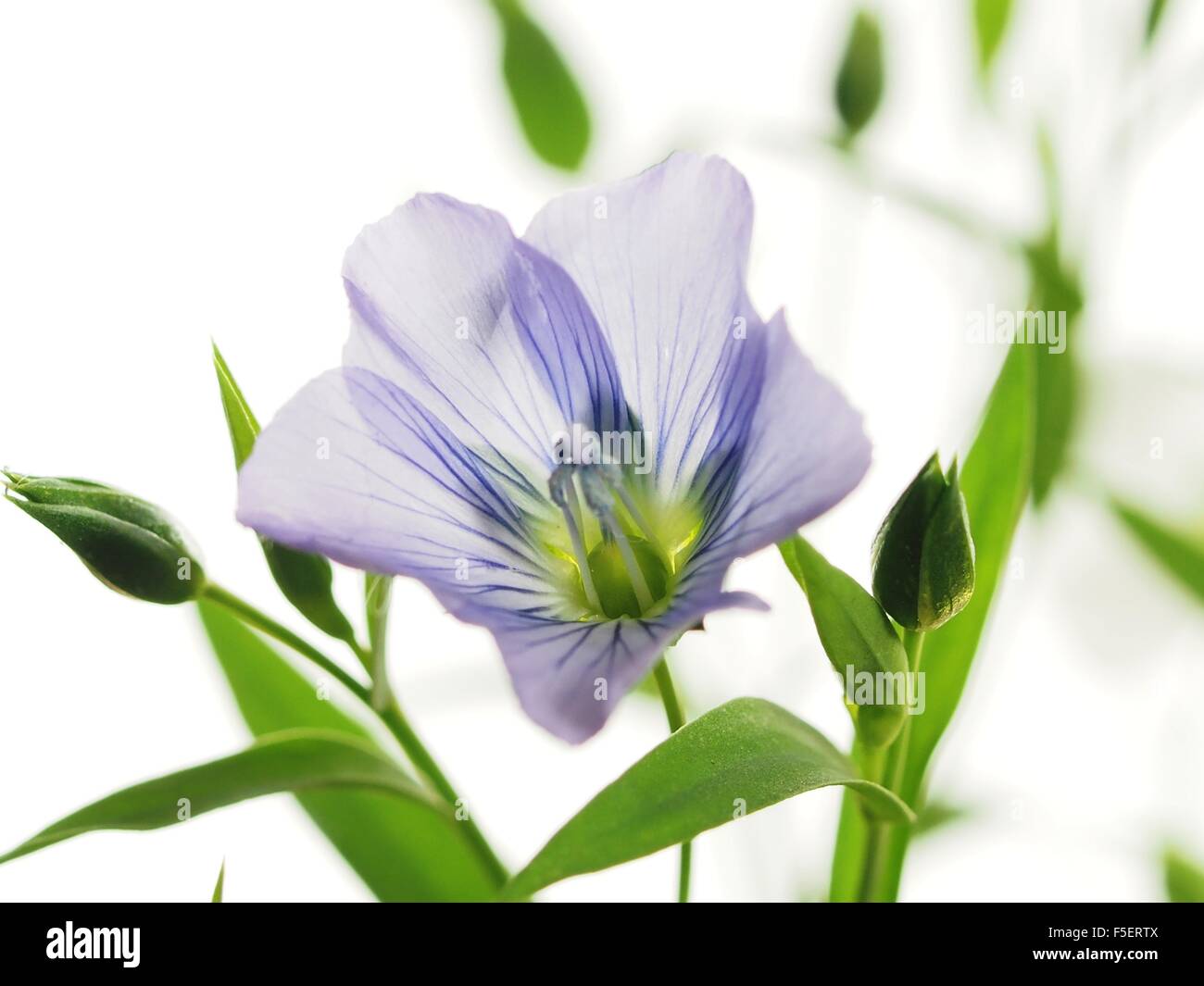 Blue flax flowers hi-res stock photography and images - Alamy