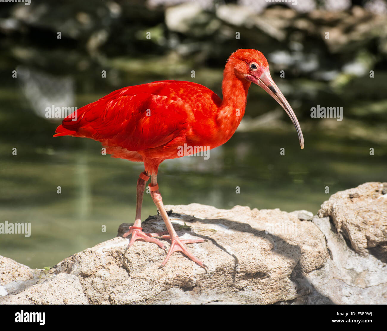 Scarlet ibis (Eudocimus ruber) is a species of ibis in the bird family ...