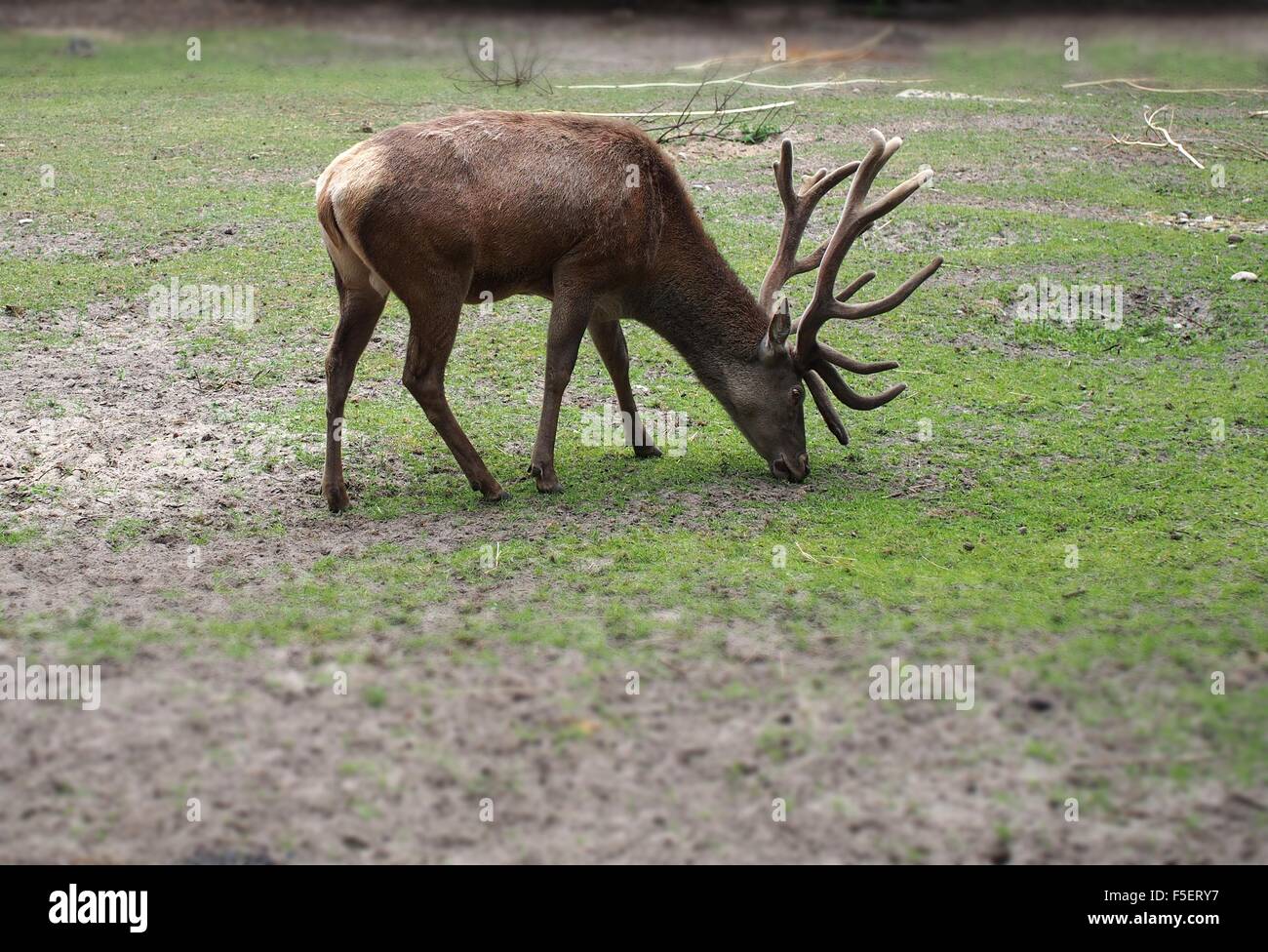 feeding deer on nature background Stock Photo - Alamy
