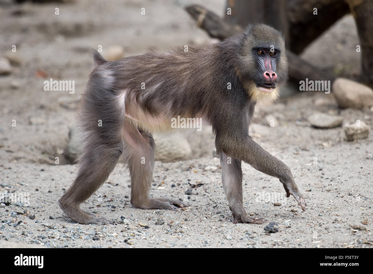 Female Mandrill (Mandrillus sphinx Stock Photo - Alamy