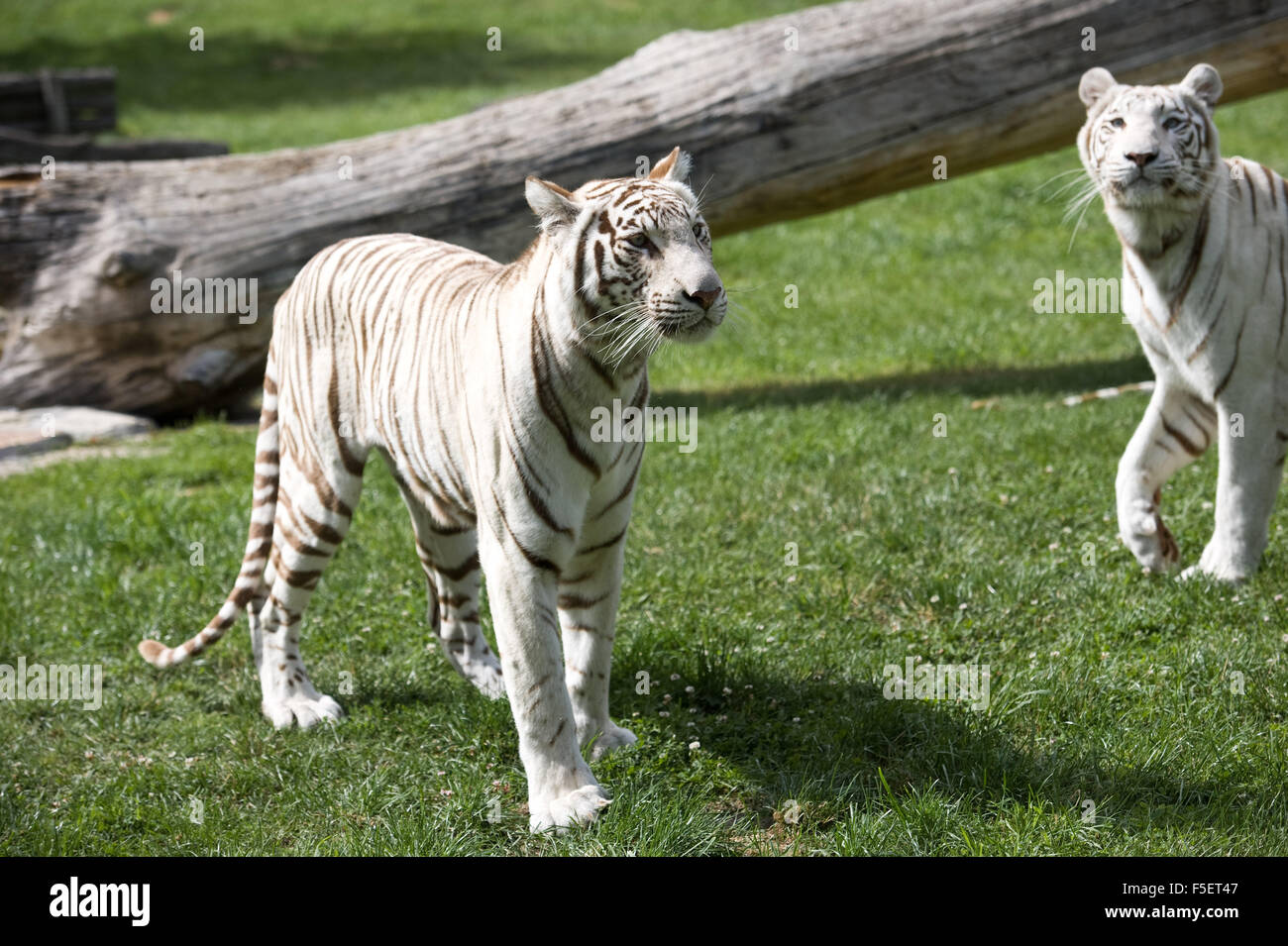 Female tiger hi-res stock photography and images - Alamy
