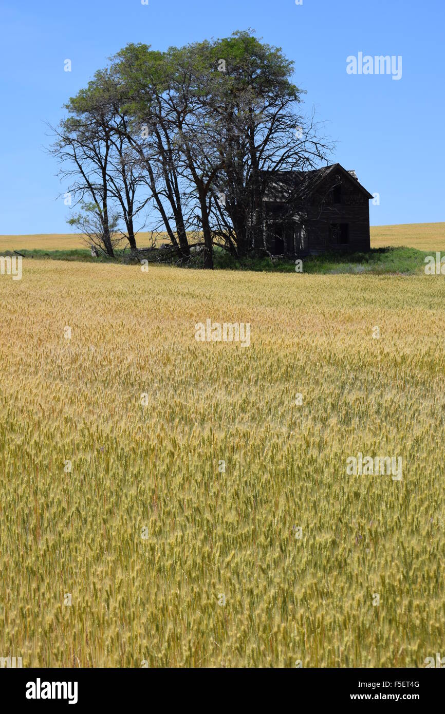 Old homestead in fields hi-res stock photography and images - Alamy