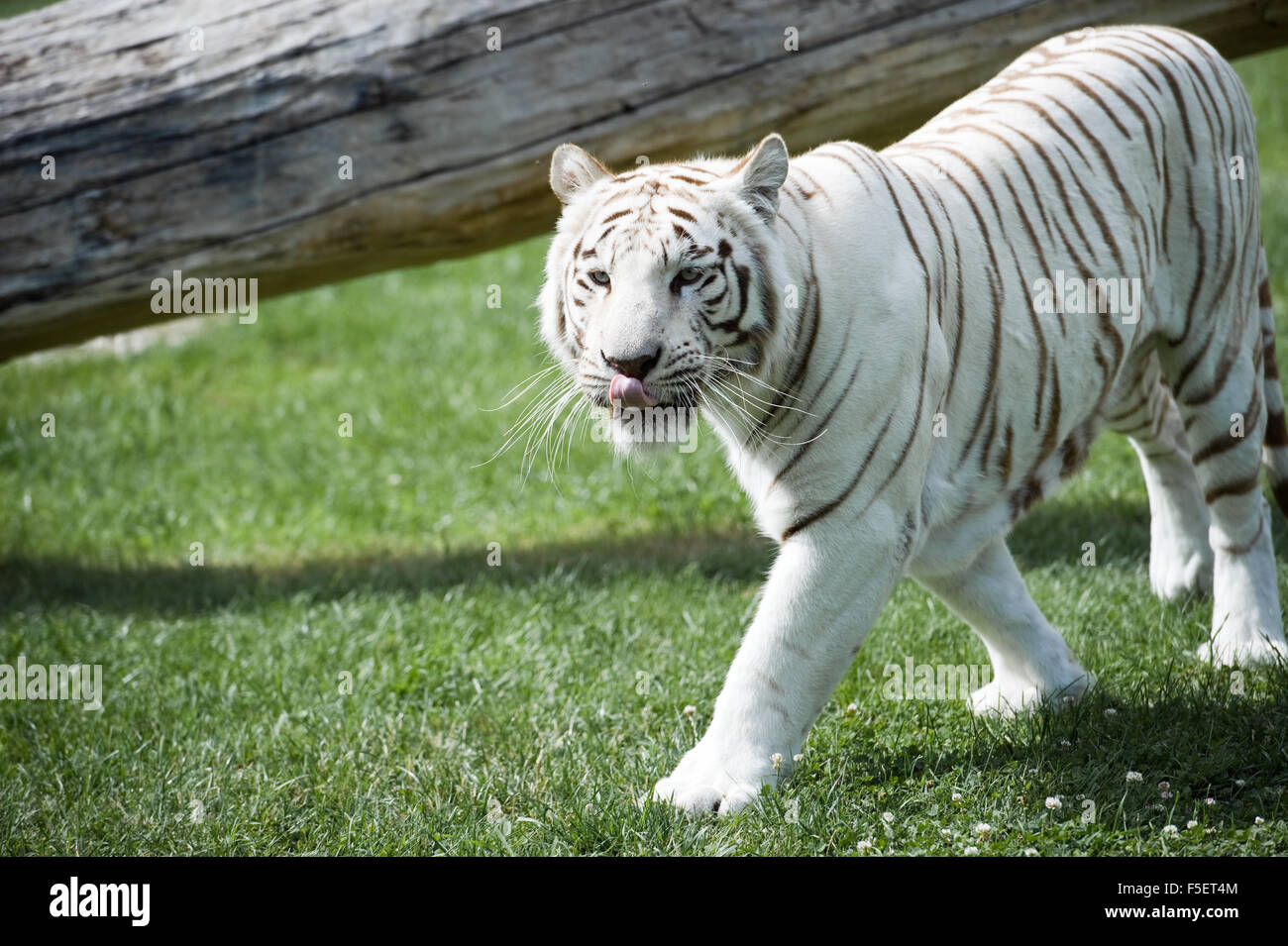 Male of white Bengal tiger Stock Photo - Alamy