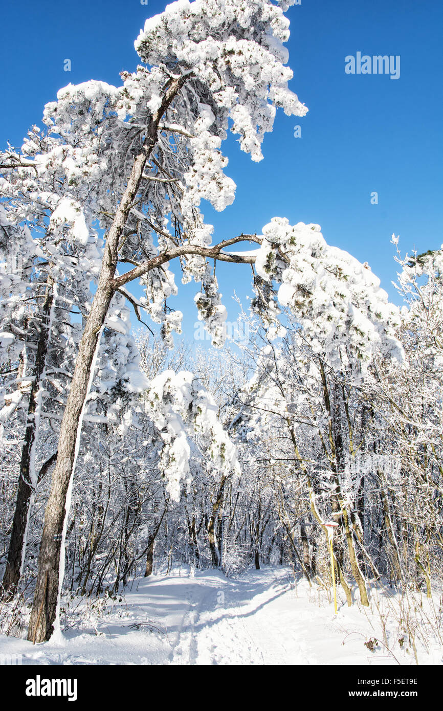 Picture of tall snowy trees in the winter nature. Seasonal hiking theme ...