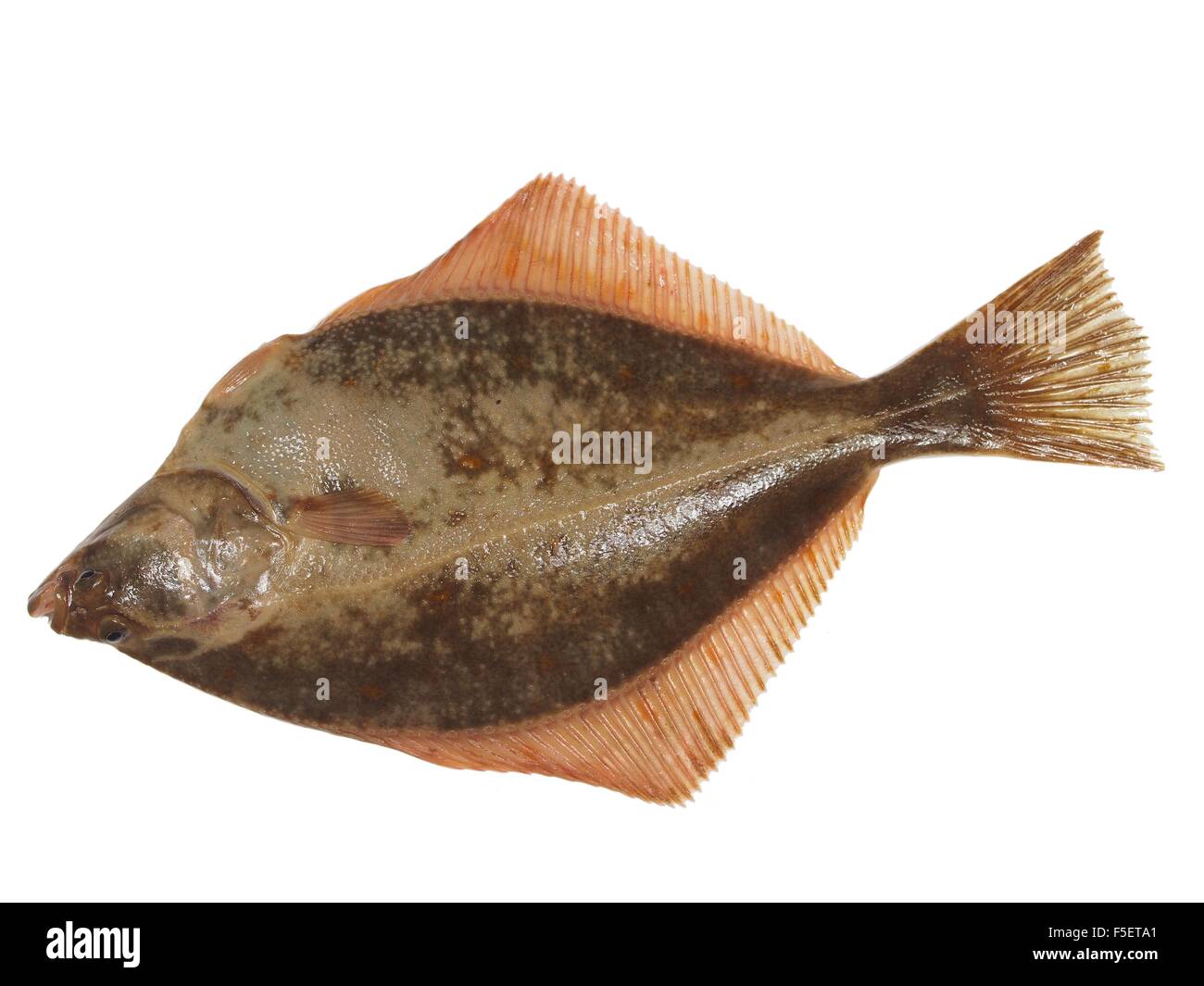 big fish flounder on white background Stock Photo - Alamy