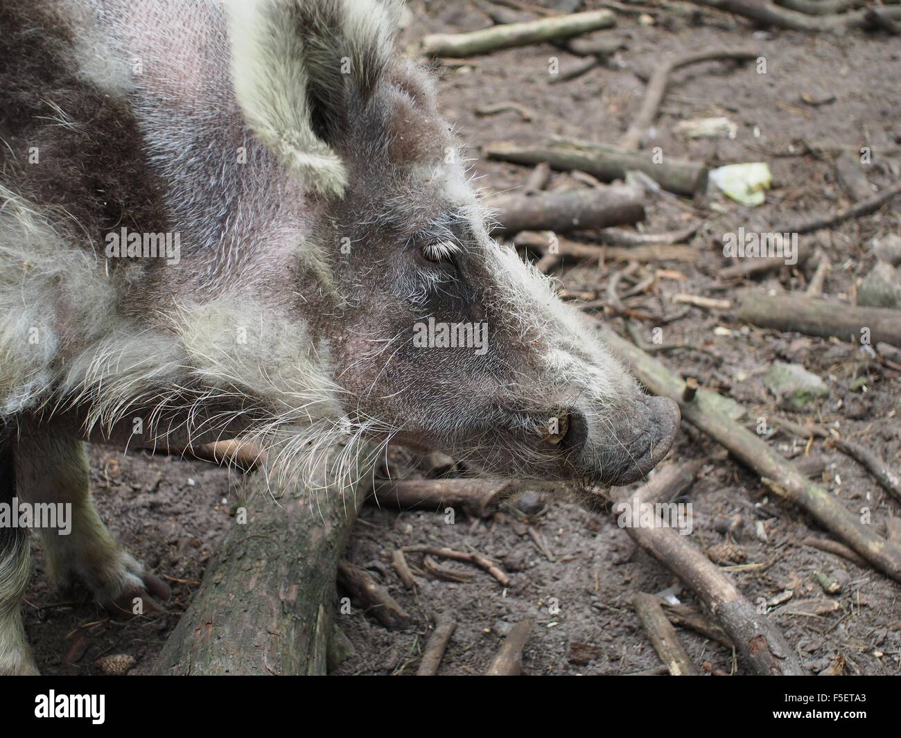 Wild boar on farm hi-res stock photography and images - Alamy