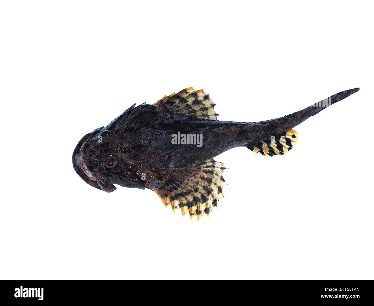 Devil Fish In France