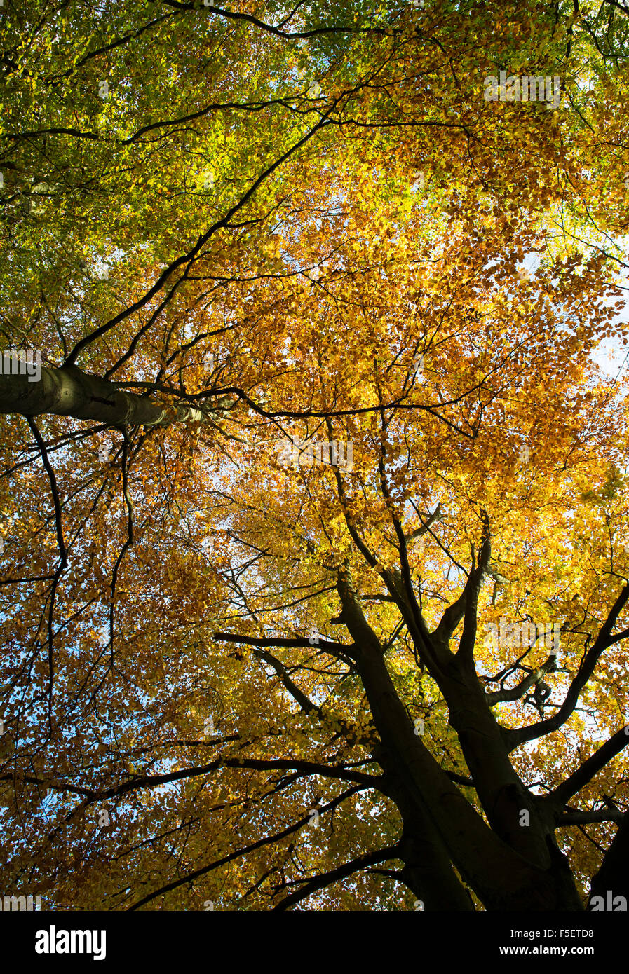 Fagus sylvatica. Beech trees with autumn foliage. UK Stock Photo - Alamy