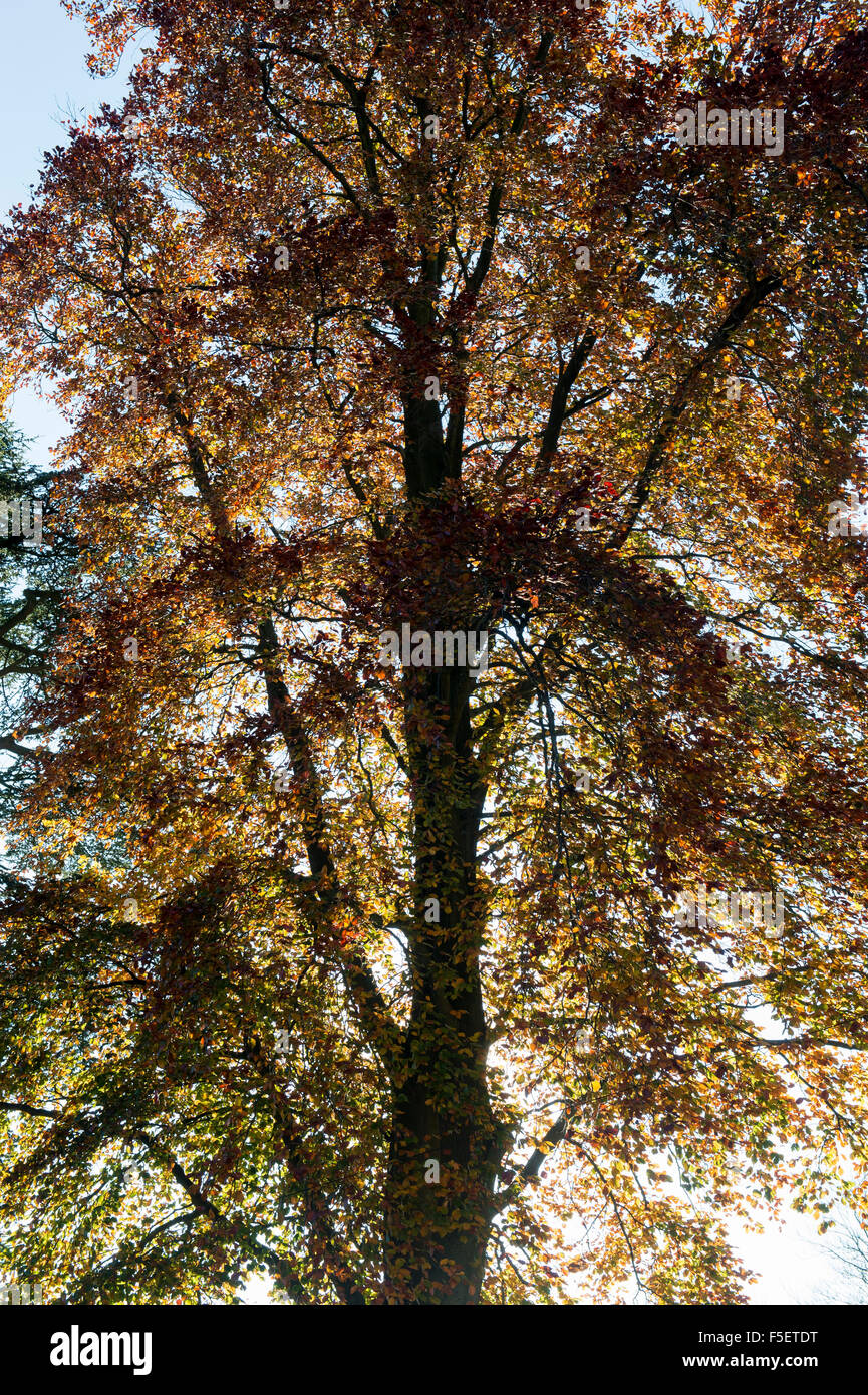 Fagus sylvatica f Purpurea. Copper Beech tree with autumn foliage. UK ...