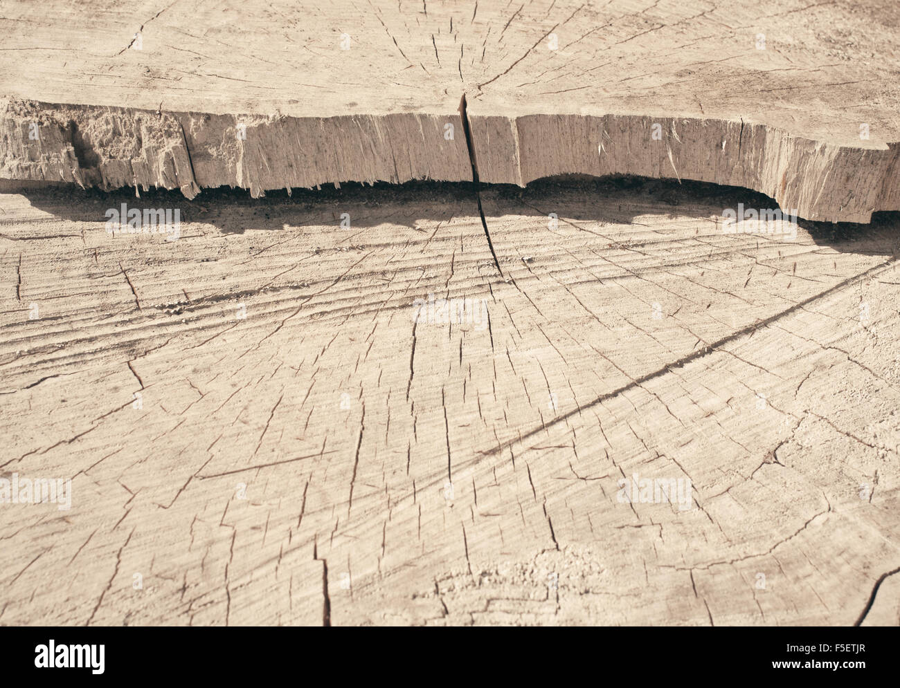 Cracked tree hi-res stock photography and images - Alamy
