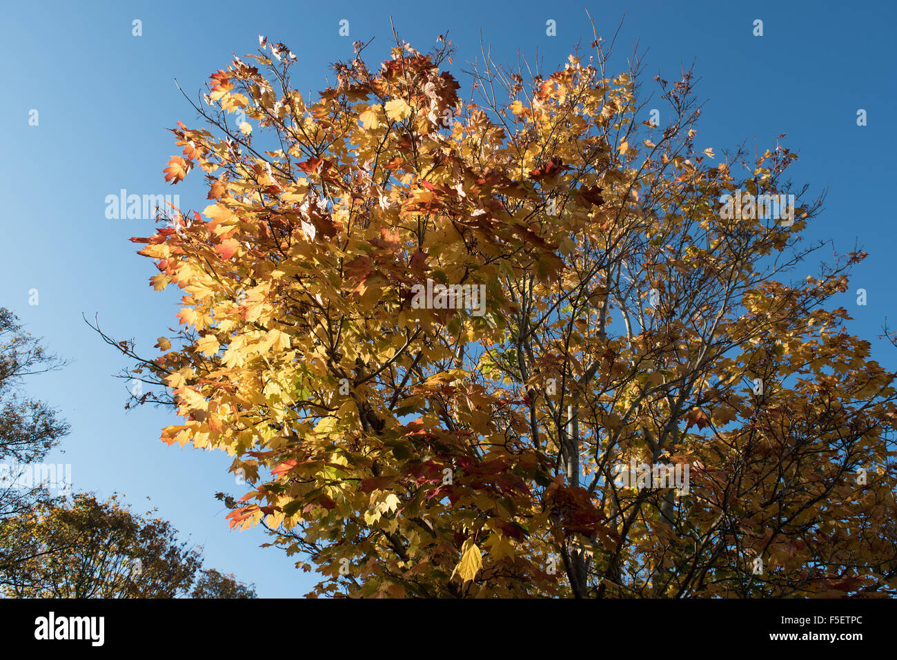 Field Maple Tree in Autumn Stock Photo - Alamy