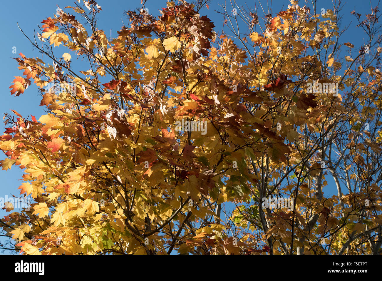 Lovely maple tree hi-res stock photography and images - Alamy