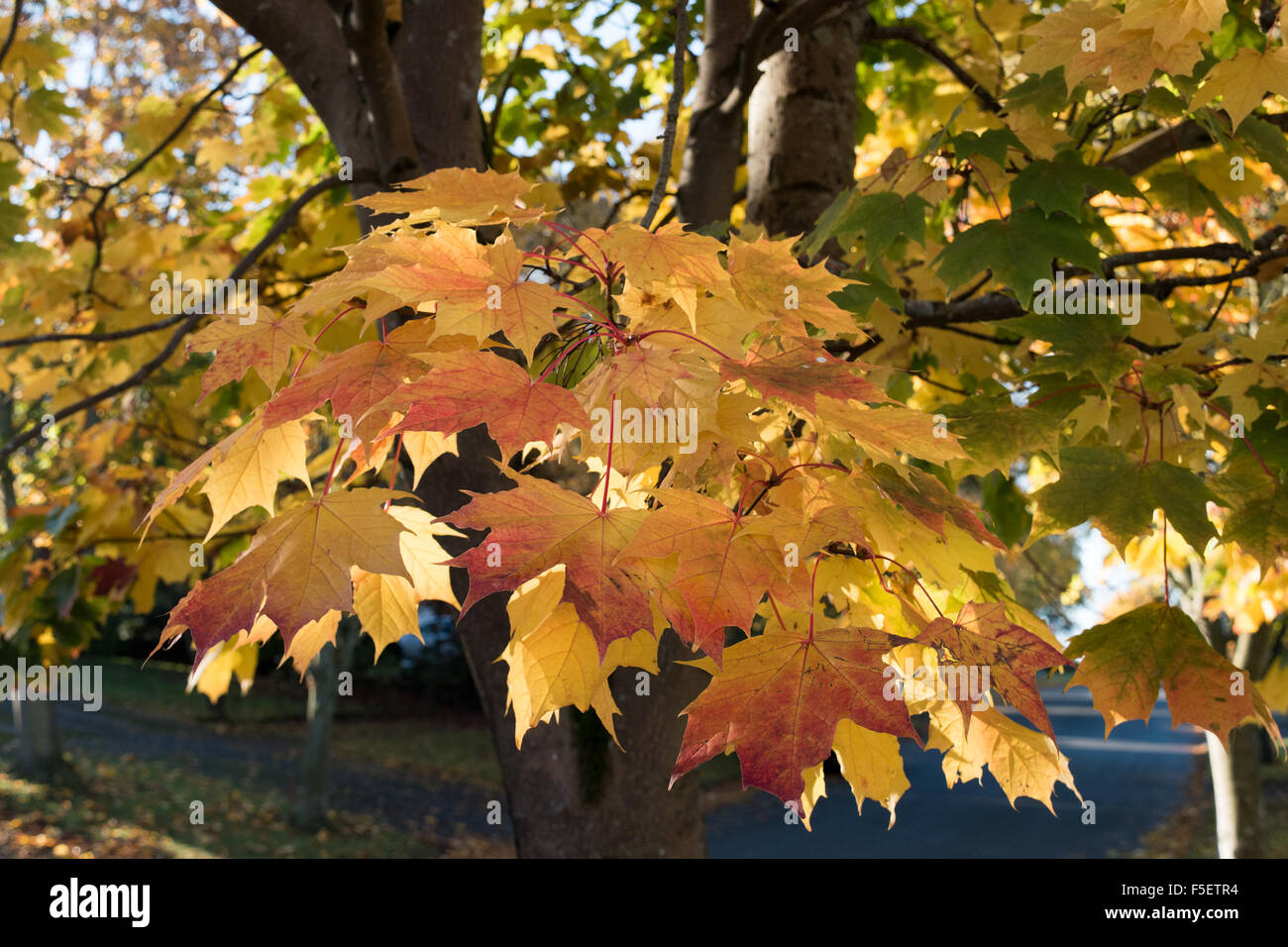 Field maple leaves in autumn hi-res stock photography and images - Alamy