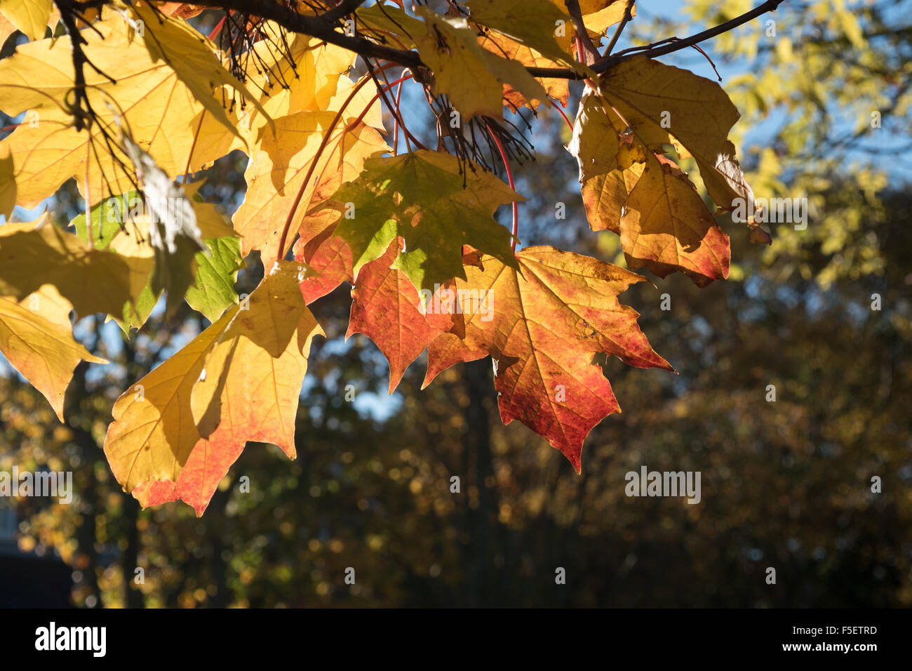 Common field maple hi-res stock photography and images - Alamy