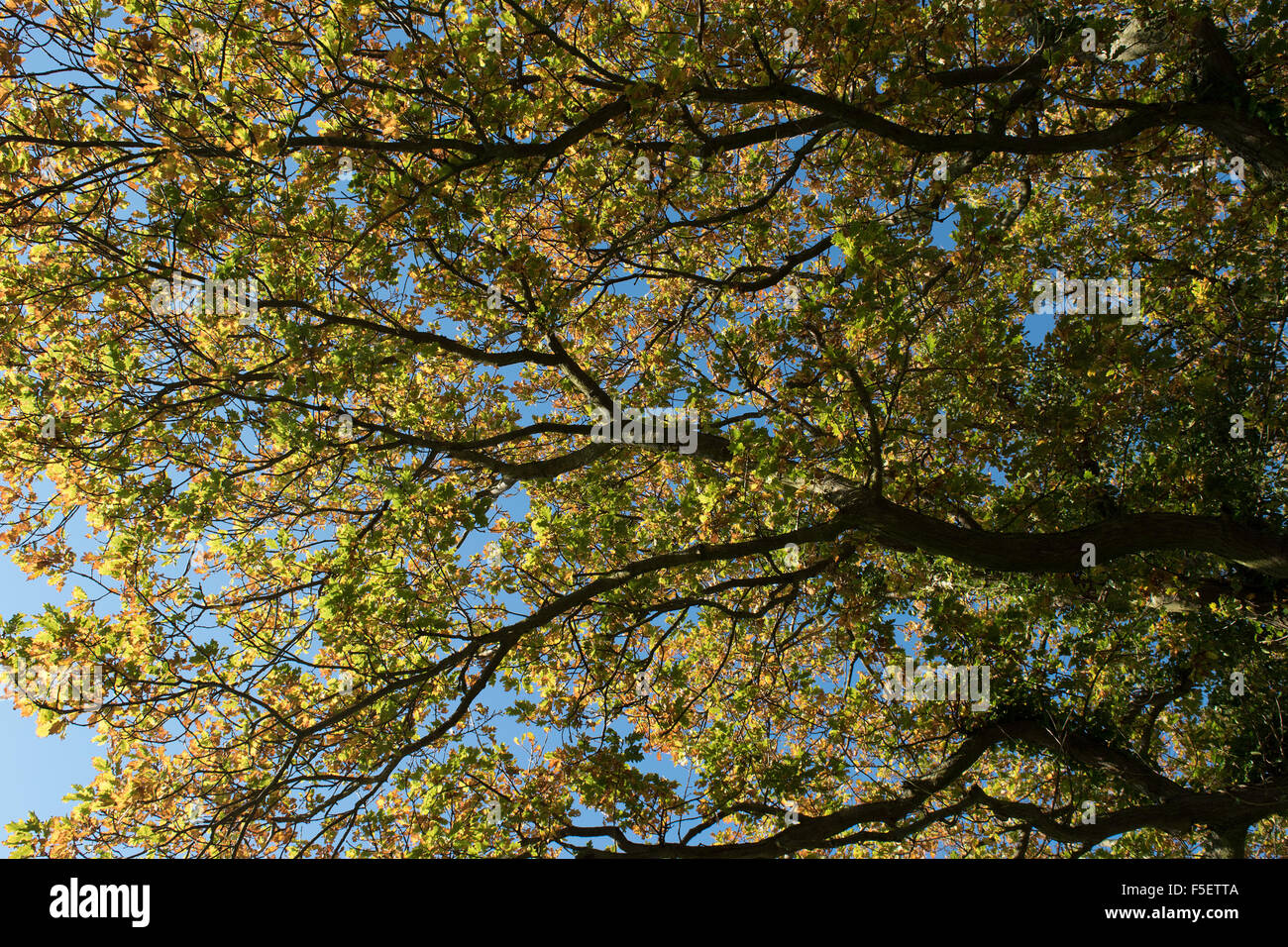 Oak tree in Autumn Stock Photo - Alamy