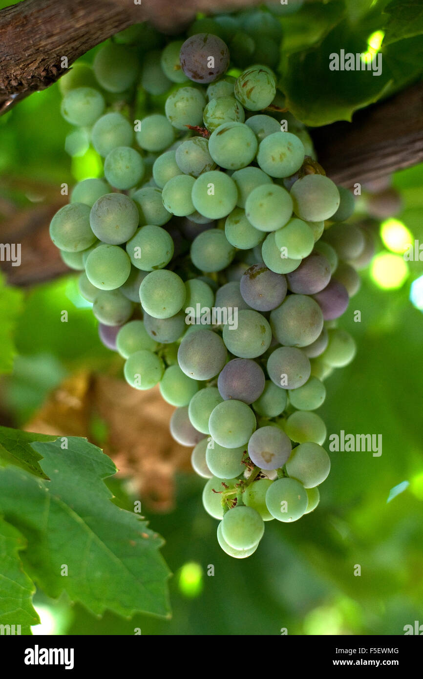 Unripe grape hi-res stock photography and images - Alamy