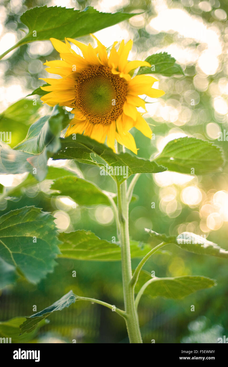 Image of garden sunflower with beautiful bokeh and shallow depth of ...