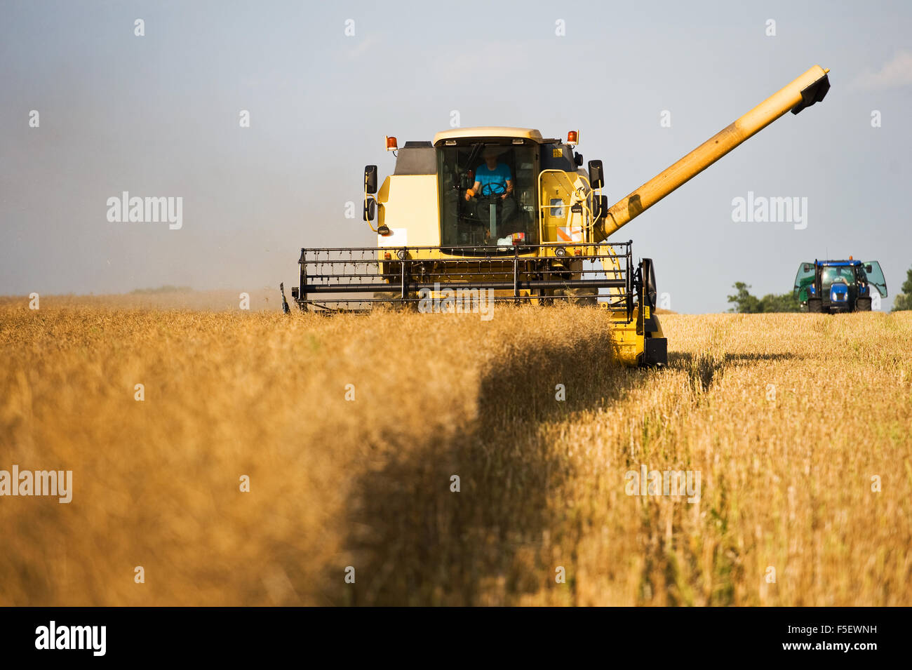 Rapeseed field poland hi-res stock photography and images - Alamy