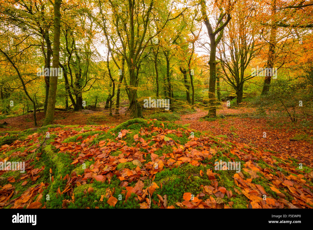 East cornwall woods hi-res stock photography and images - Alamy