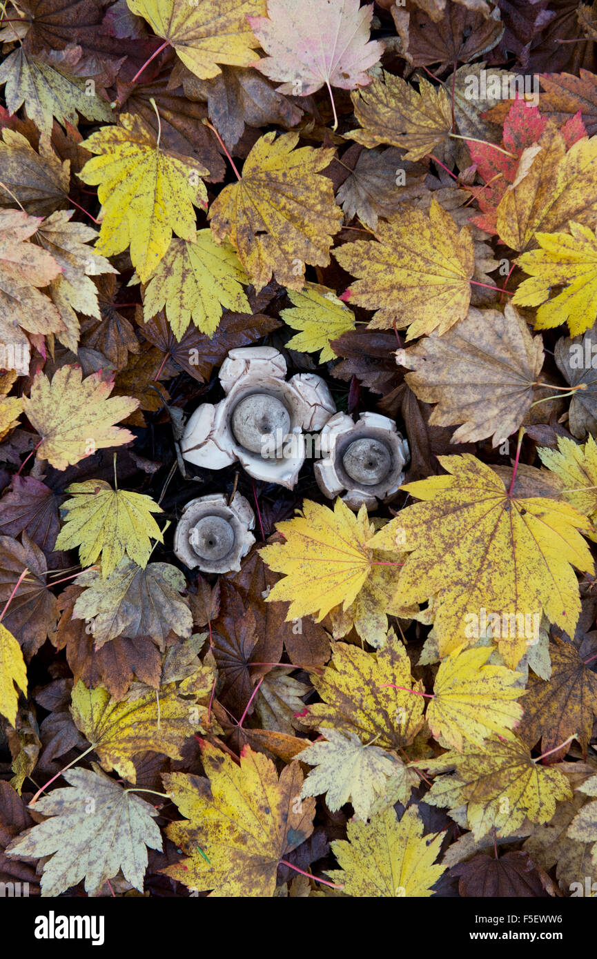 Geastrum triplex. Collared earthstar fungus amongst leaf litter in a ...