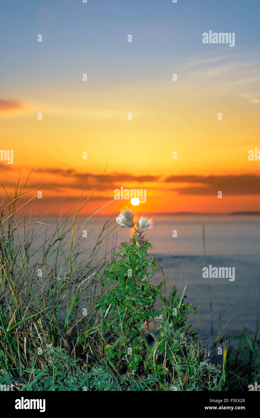 beautiful yellow sunset over loop head with the wild tall thistles on ...