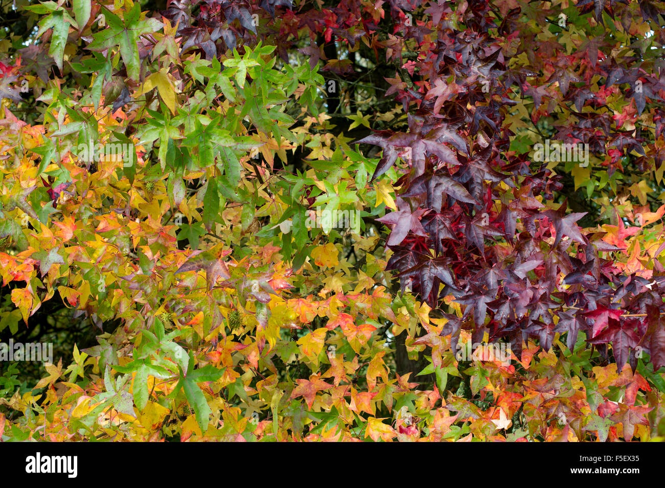 Gum tree leaves hi-res stock photography and images - Alamy